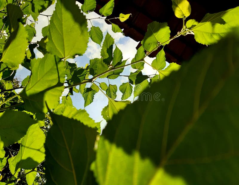 Murbei leaves stock image. Image of leaves, silhouette - 261768387