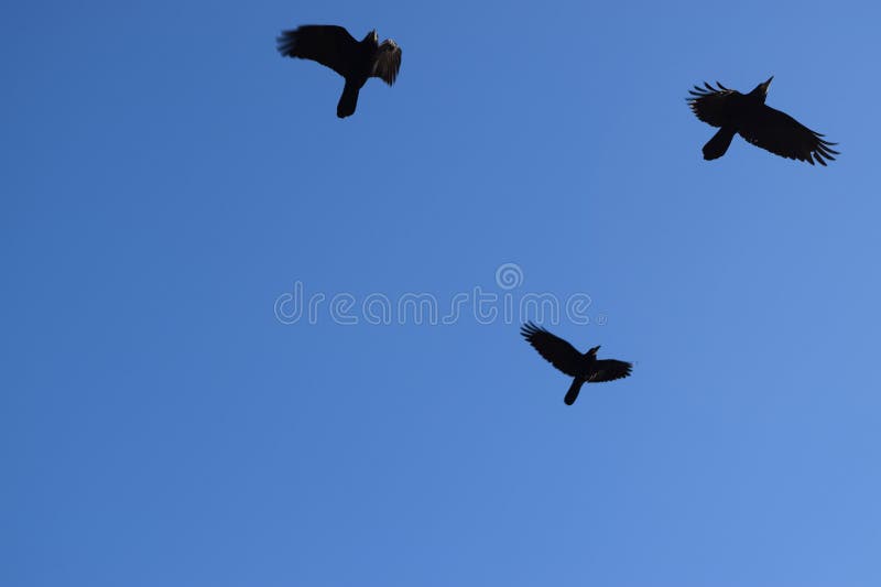 Silhouette of a Group of Crows Flying in the Blue Sky Stock Image ...
