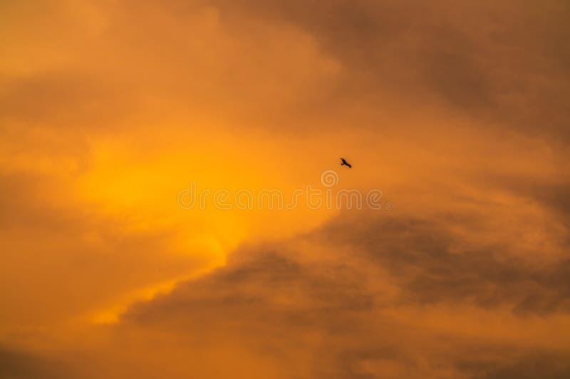 Silhouette Hawk Flying with Freedom Stock Image - Image of sundown ...