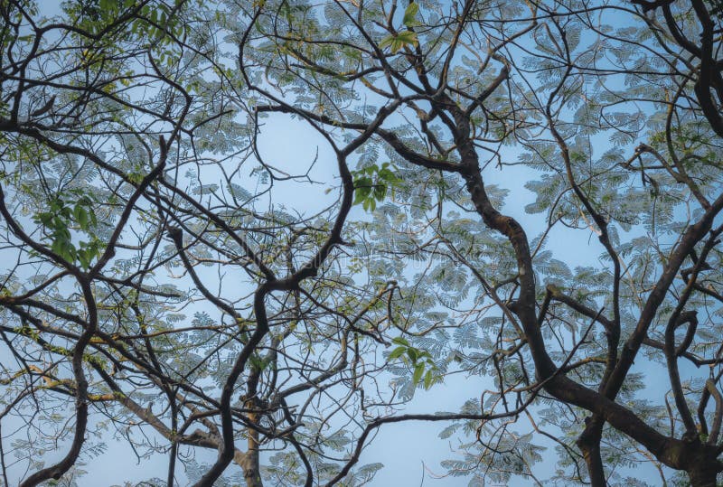 Silhouette High Up Tree Branches Backlit by Sunset Sunlight in Blue Sky ...