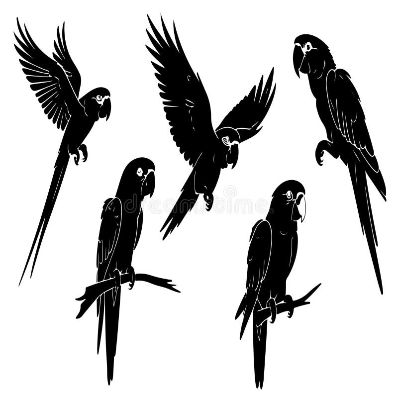 Parrot Forms Stock Illustrations – 178 Parrot Forms Stock Illustrations ...