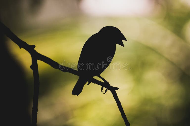 Silhouette of Java Sparrow on Branch Stock Image - Image of environment ...
