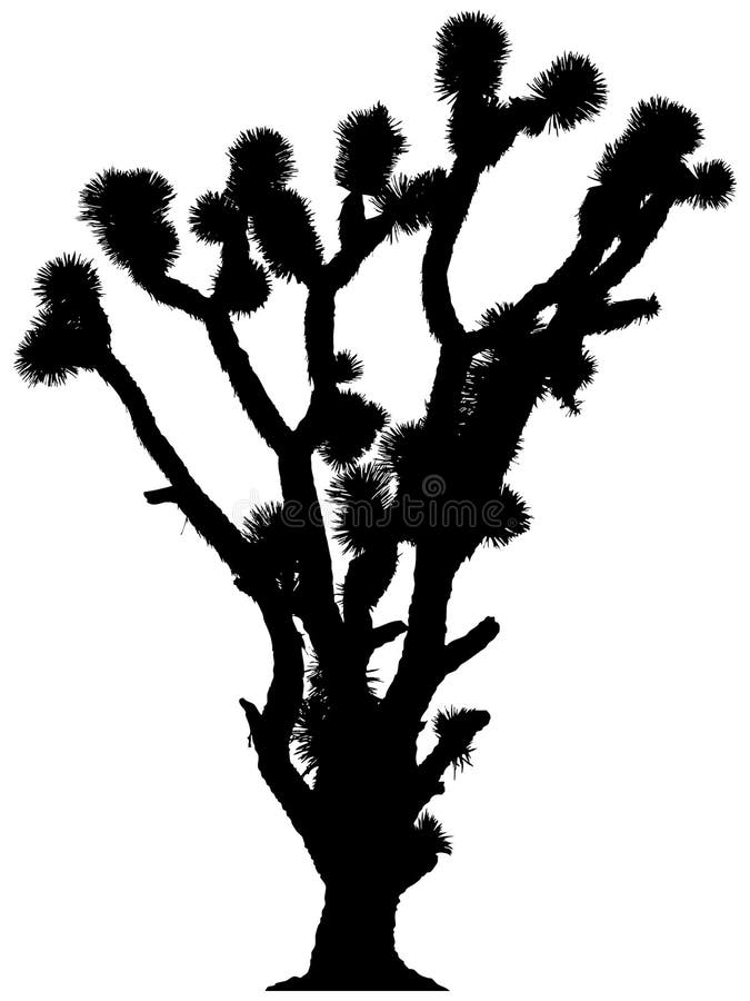 A Silhouette of a Joshua Tree in Black and White. Stock Illustration ...