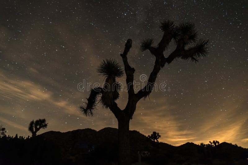 Silhouette of a Joshua Tree at Night in Joshua Tree National Park Stock ...