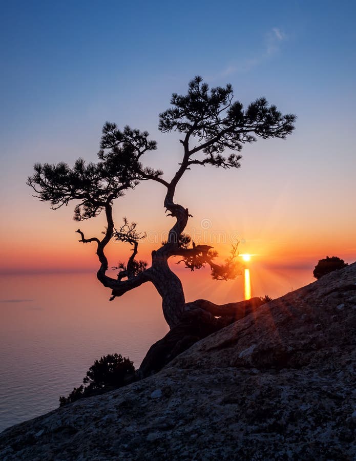 Silhouette of juniper tree stock image. Image of light - 72548417