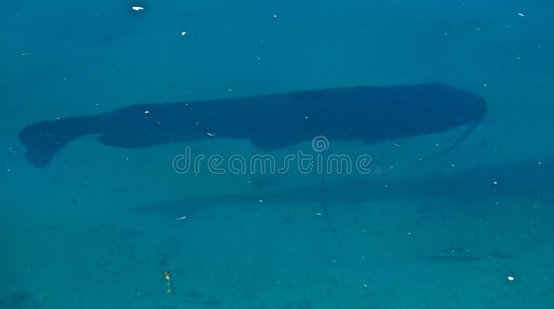 Underwater fish swimming stock photo. Image of shadow - 221436626