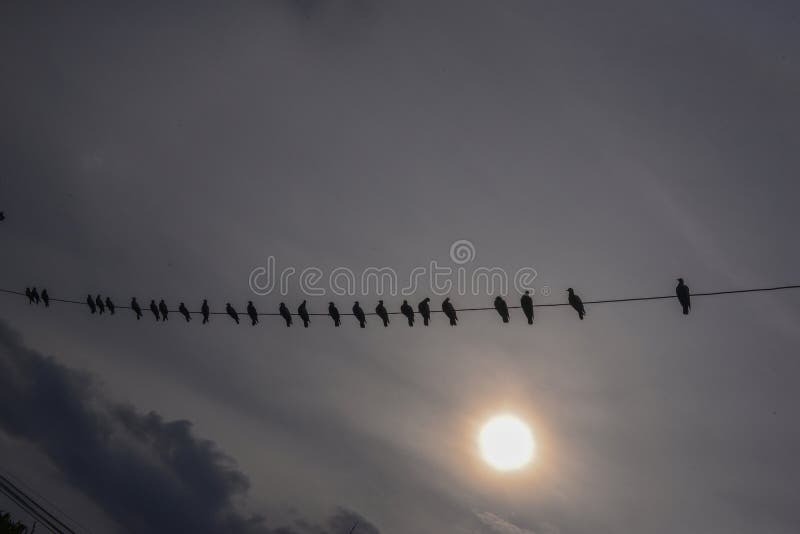 The Silhouette of a Large Flock of Birds Live on the Cable Stock Image ...