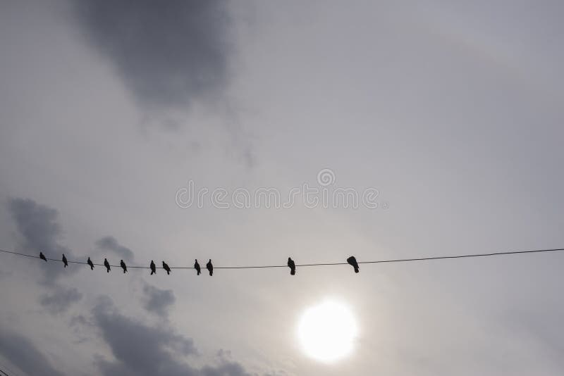 The Silhouette of a Large Flock of Birds Live on the Cable Stock Photo ...