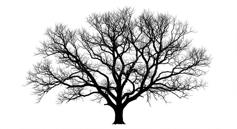 Silhouette of a Large, Leafless Tree with Intricate Branching Patterns ...