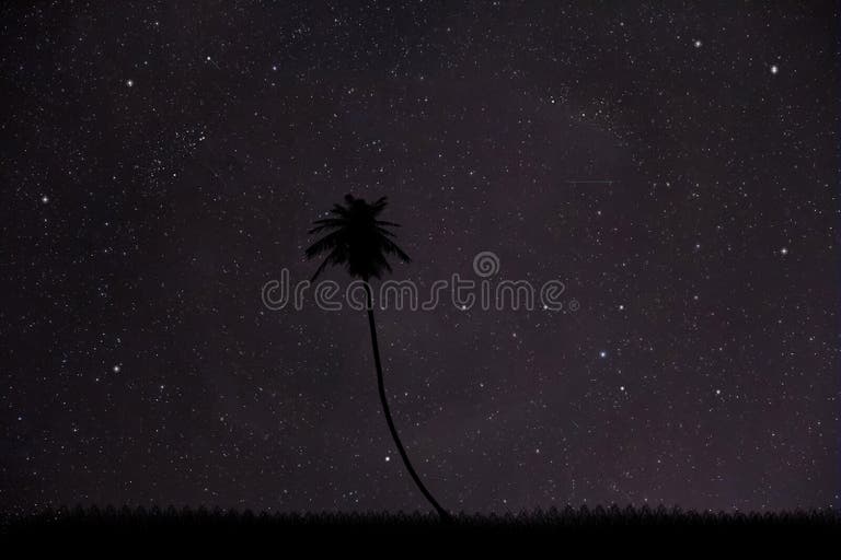 Silhouette of a Large Leaning Palm Tree Stock Photo - Image of eastern ...