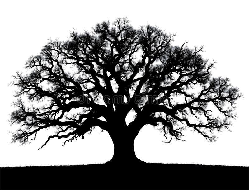 Silhouette of a Large Oak Tree Isolated on Transparent Background Stock ...