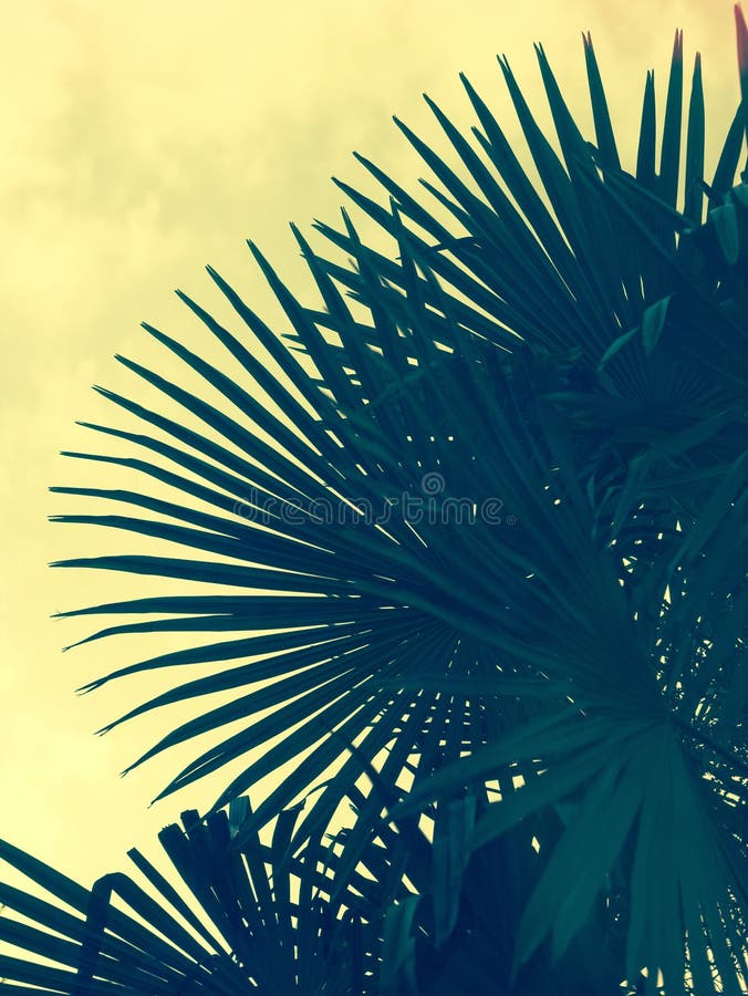 Palm Fronds stock photo. Image of flora, bush, growth - 7919982 Palm Fronds stock photo. Image of flora, bush, growth - 7919982
