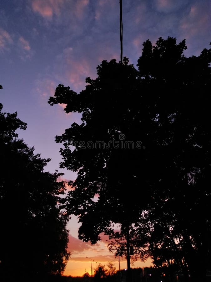 Silhouette of a Large Tree Against a Sunset Sky with Pink Clouds Stock ...