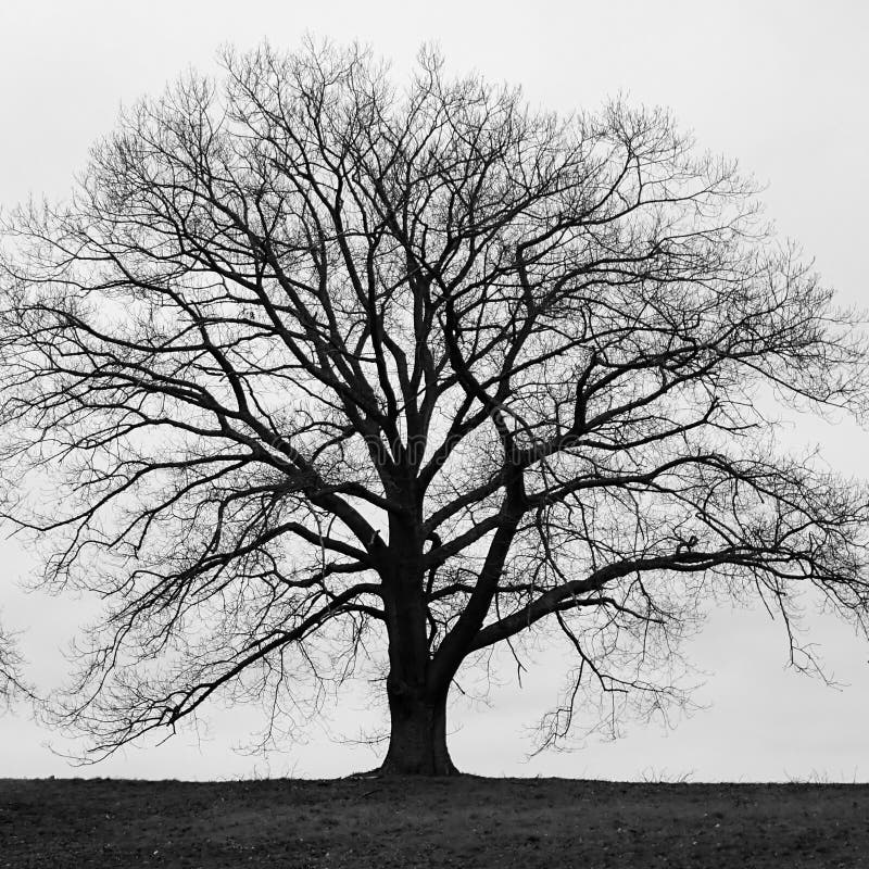 Silhouette of Large Tree in Monochrome with Grey Winter Skies Stock ...