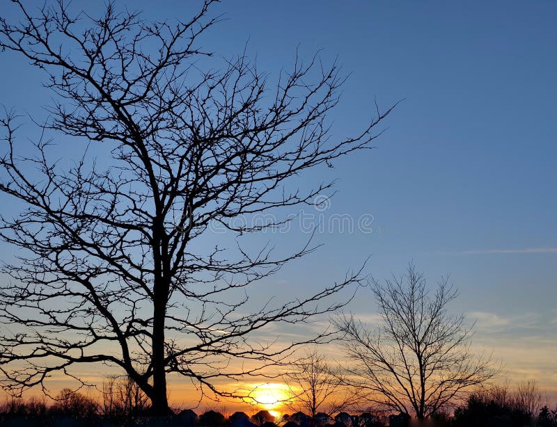 A Silhouette of a Large Tree Taken at Dusk with a Backlight Effect ...
