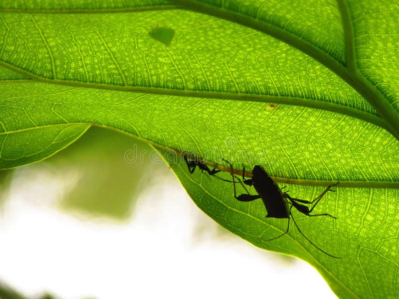 1,329 Bug Coreidae Insect Stock Photos - Free & Royalty-Free Stock ...