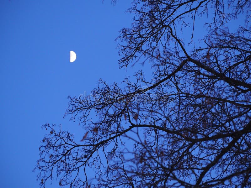 Silhouette of a Leafless Maple Tree during Blue Hour Stock Image ...