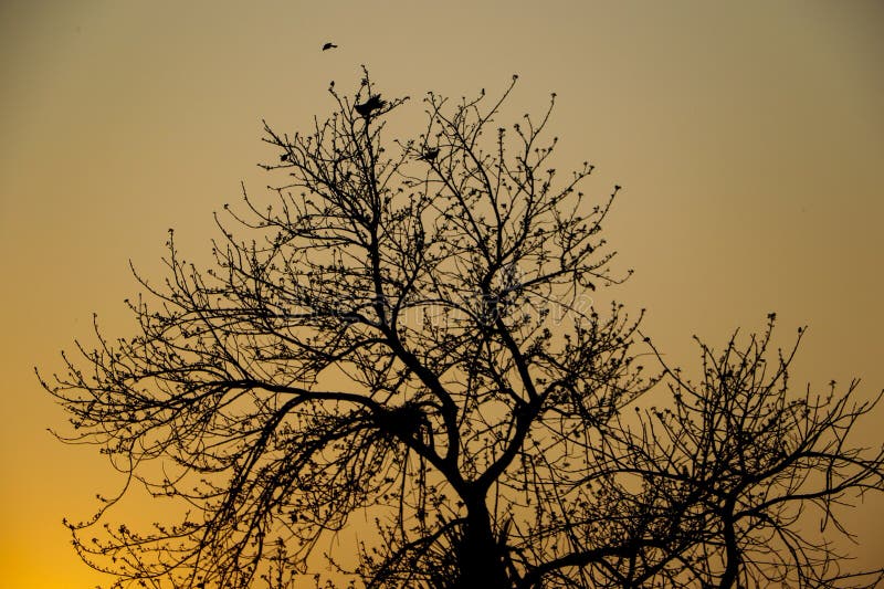 Silhouette of Leafless Tree with Birds at Sunset Stock Image - Image of ...
