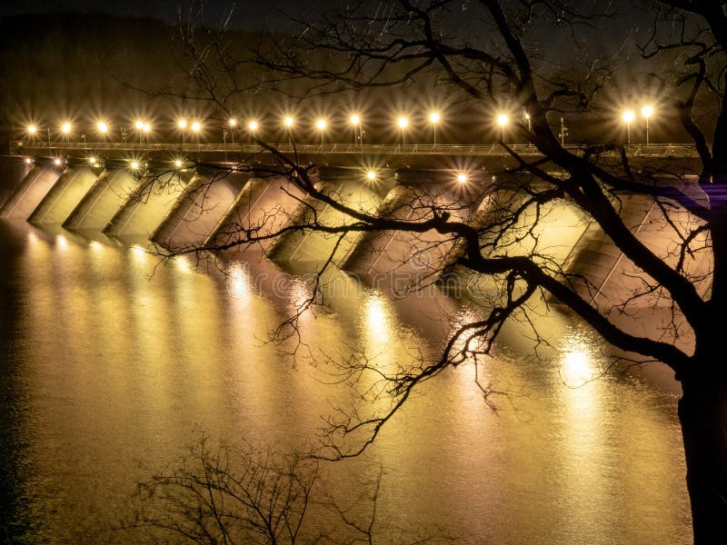 Silhouette of a Leafless Tree and a Bridge with Lit Lights Over the ...