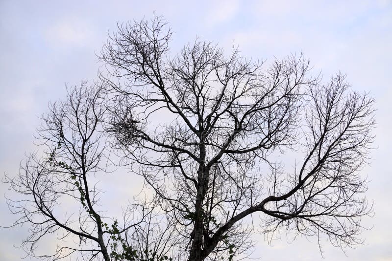 Silhouette of Leafless Tree with Clouds Sky Background Stock Photo ...