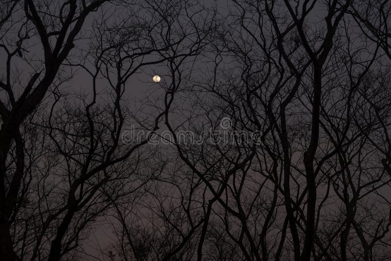 Full moon stock photo. Image of dream, leaf, cloud, creepy - 2333226