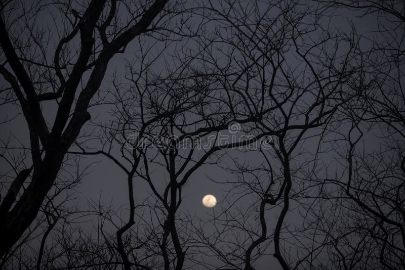 Scary Treeline Stock Photos - Free & Royalty-Free Stock Photos from ...