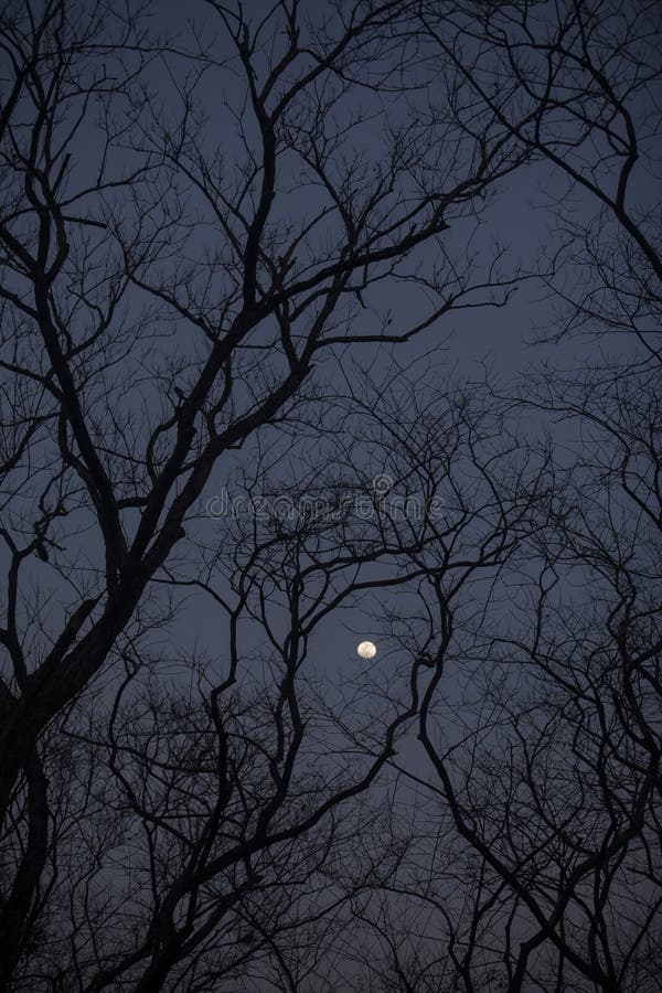 The Silhouette of a Leafless Treeline Stock Photo - Image of mysterious ...
