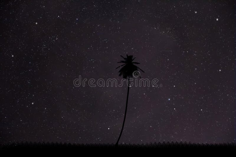 Silhouette of a Leaning Palm Tree Stock Image - Image of tree, green ...