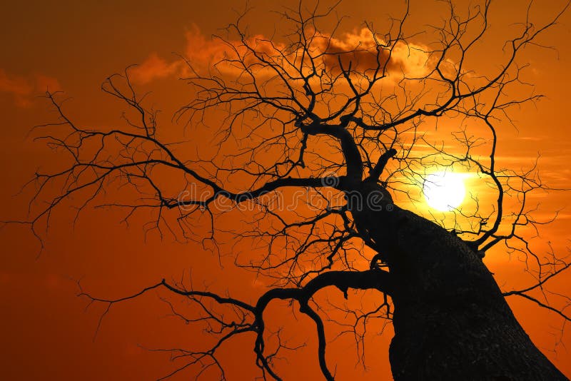 Silhouette of Leave less Tree at Red Sky Sunset Stock Image - Image of ...