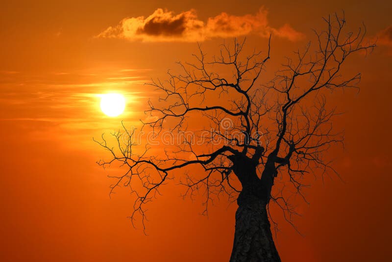 Silhouette of Leave less Tree at Red Sky Sunset Stock Image - Image of ...