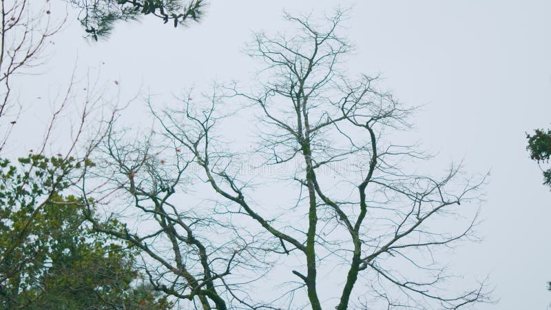 Silhouette Leaves less Branches Tree. Tree without Leaves Moves in ...