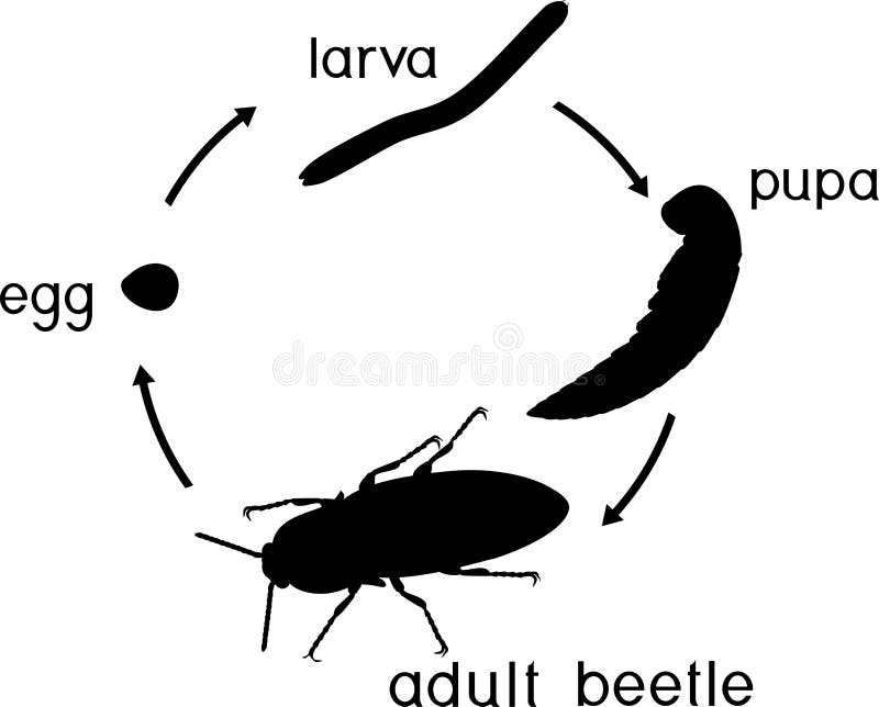 Life Cycle of Click Beetle Wireworm. Stock Vector - Illustration of ...