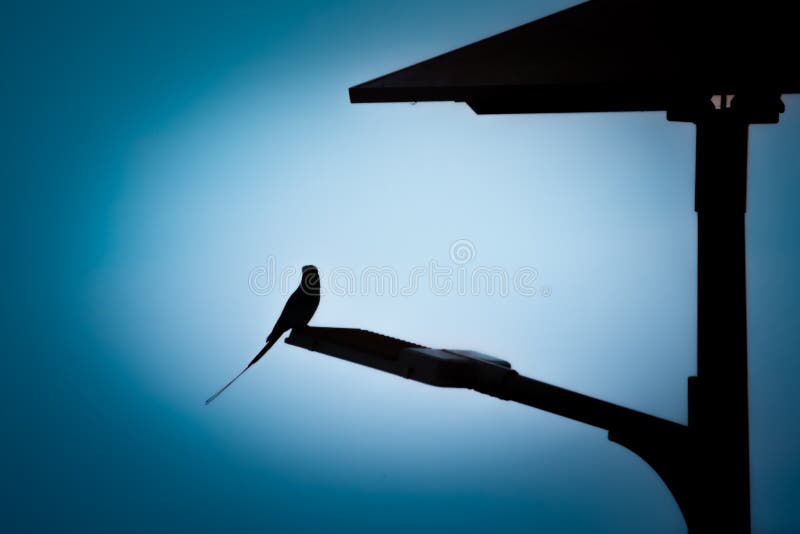 Silhouette with Light Pole and Birds Stock Photo - Image of brand ...