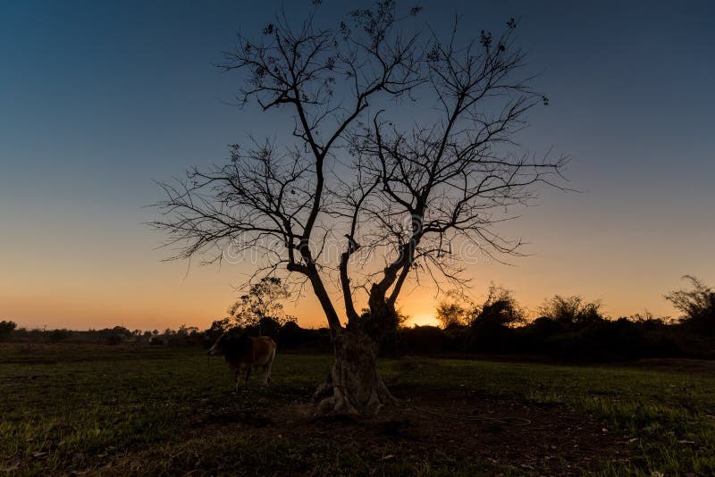Silhouette light trees stock photo. Image of silhouette - 90480364