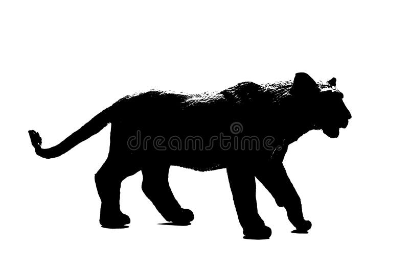 Silhouette Lioness Model Stand White Background Stock Photos - Free ...