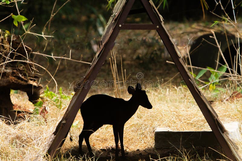 654 Animal Cage Silhouette Stock Photos - Free & Royalty-Free Stock ...