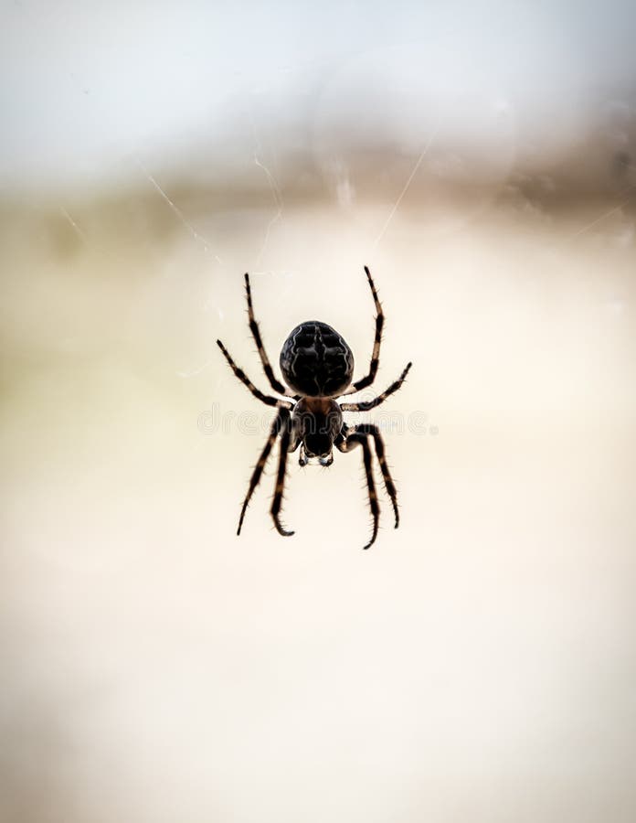 Silhouette of Live Predatory Spider Stock Image - Image of insect ...
