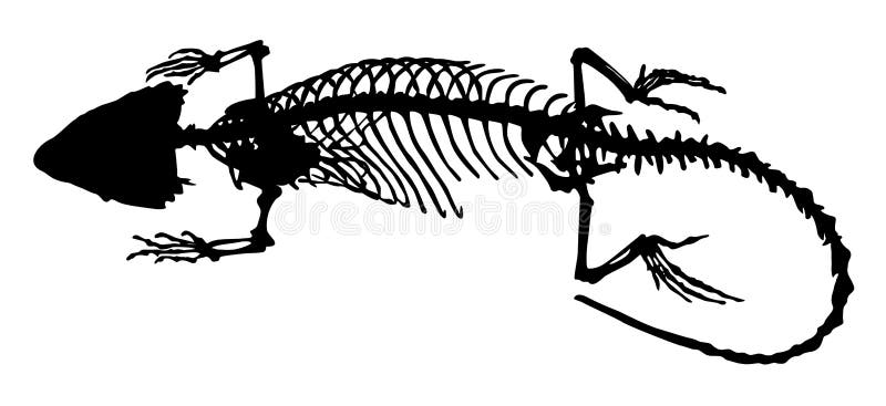 Lizard skeleton 2 stock illustration. Illustration of bone - 1024804