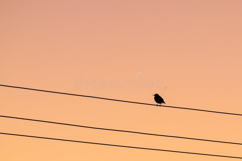 Lone Bird Fly Sunset Stock Photos - Free & Royalty-Free Stock Photos ...