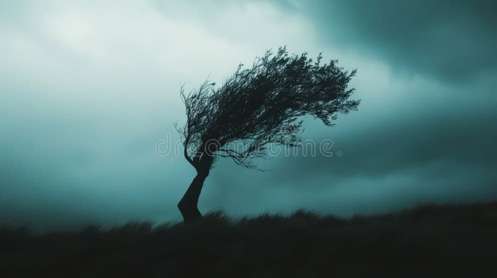 Silhouette of a Lone Tree Bending in the Wind during a Violent ...