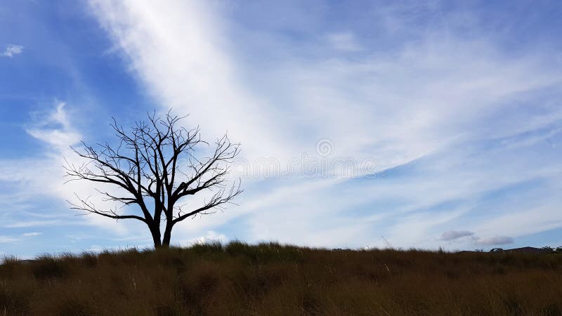 Silhouette of a Lone Tree with Blue Sky Stock Image - Image of summer ...