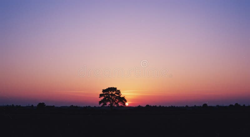 Silhouette of a Lone Tree at Sunset Stock Illustration - Illustration ...