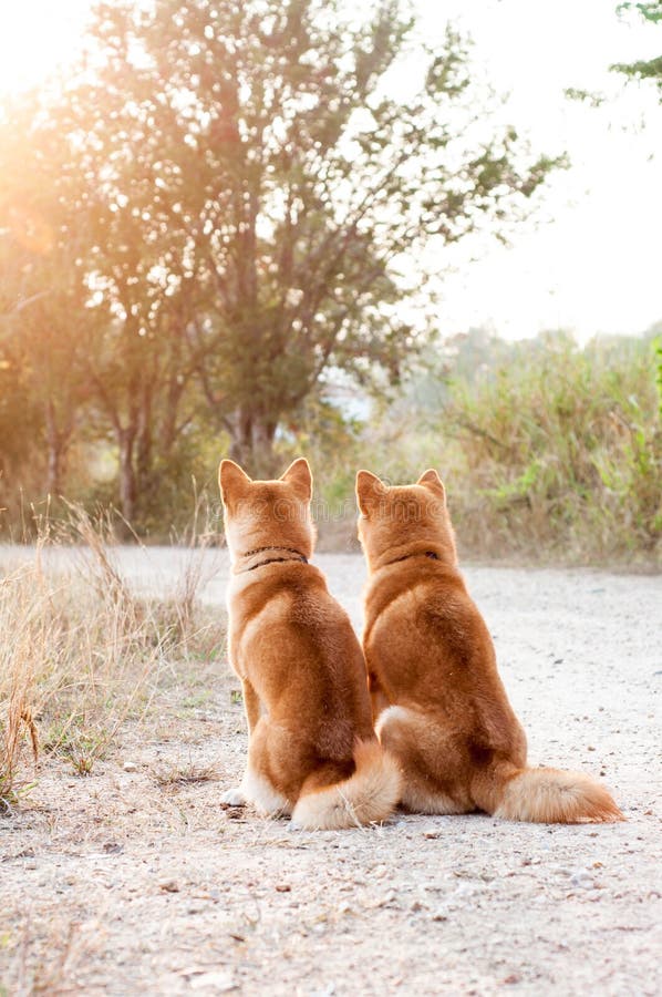 Silhouette Loving Dog Couple Stock Photo - Image of loving, girlfriend ...