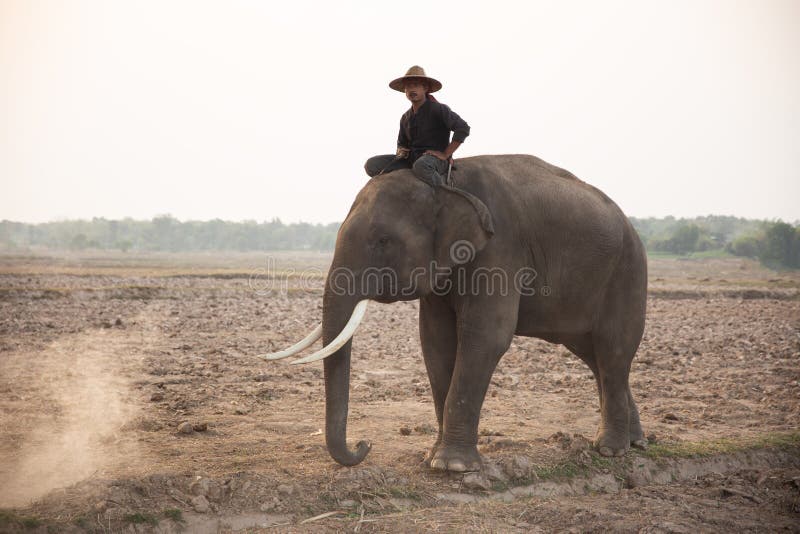 The Silhouette of Mahout Riding Elephant in the Forest Stock Photo ...