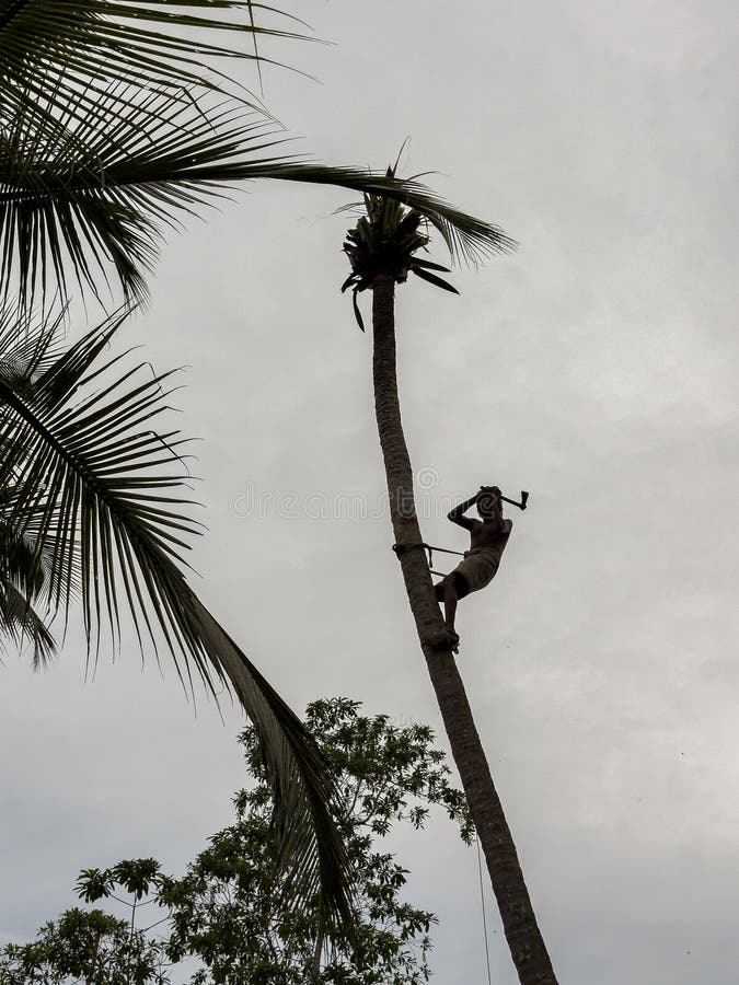 Guy Cut Down Palm Tree Price Falling Stock Image - Image of natural ...