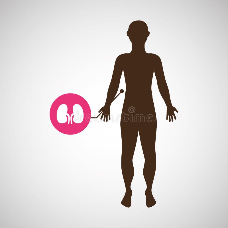 Silhouette Man Kidneys Anatomy Body Stock Vector - Illustration of ...