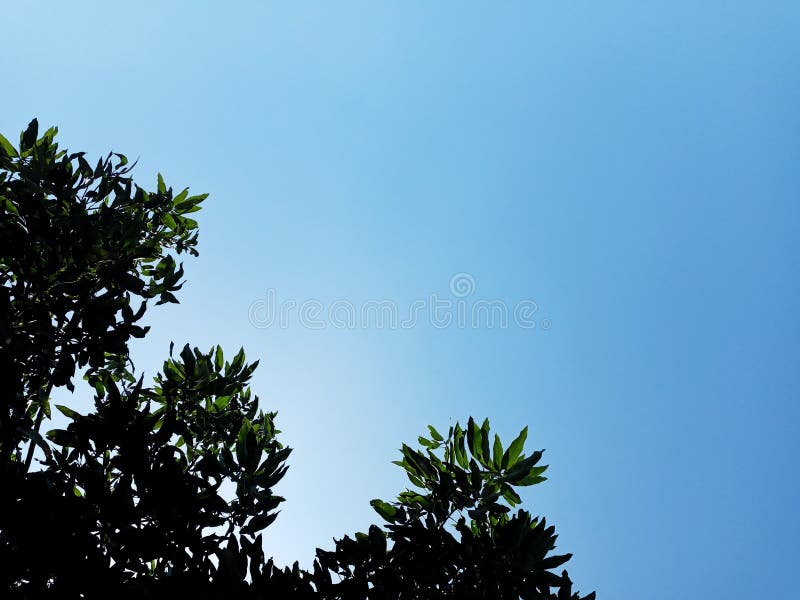 Silhouette of Mango Tree with Blue Sky Background Stock Photo - Image ...