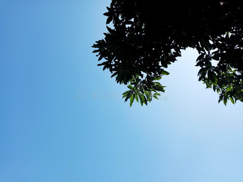 Silhouette of Mango Tree with Blue Sky Background Stock Photo - Image ...