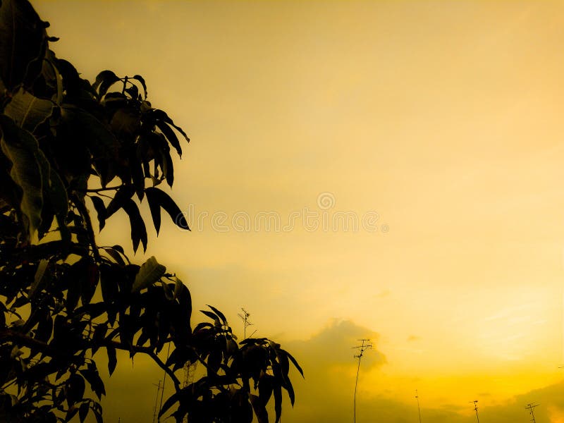 Silhouette of Mango Tree with Blue Sky Background Stock Photo - Image ...