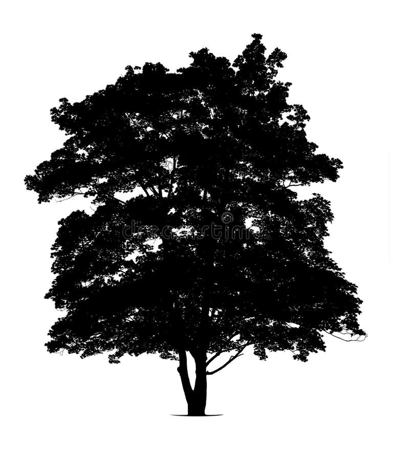 Maple Tree Silhouette Stock Illustrations – 24,184 Maple Tree ...